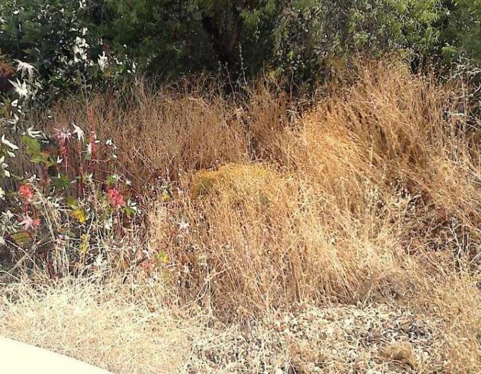 Οδηγίες Δήμου Τήνου προς τους ιδιοκτήτες οικοπέδων για τον καθαρισμό ...