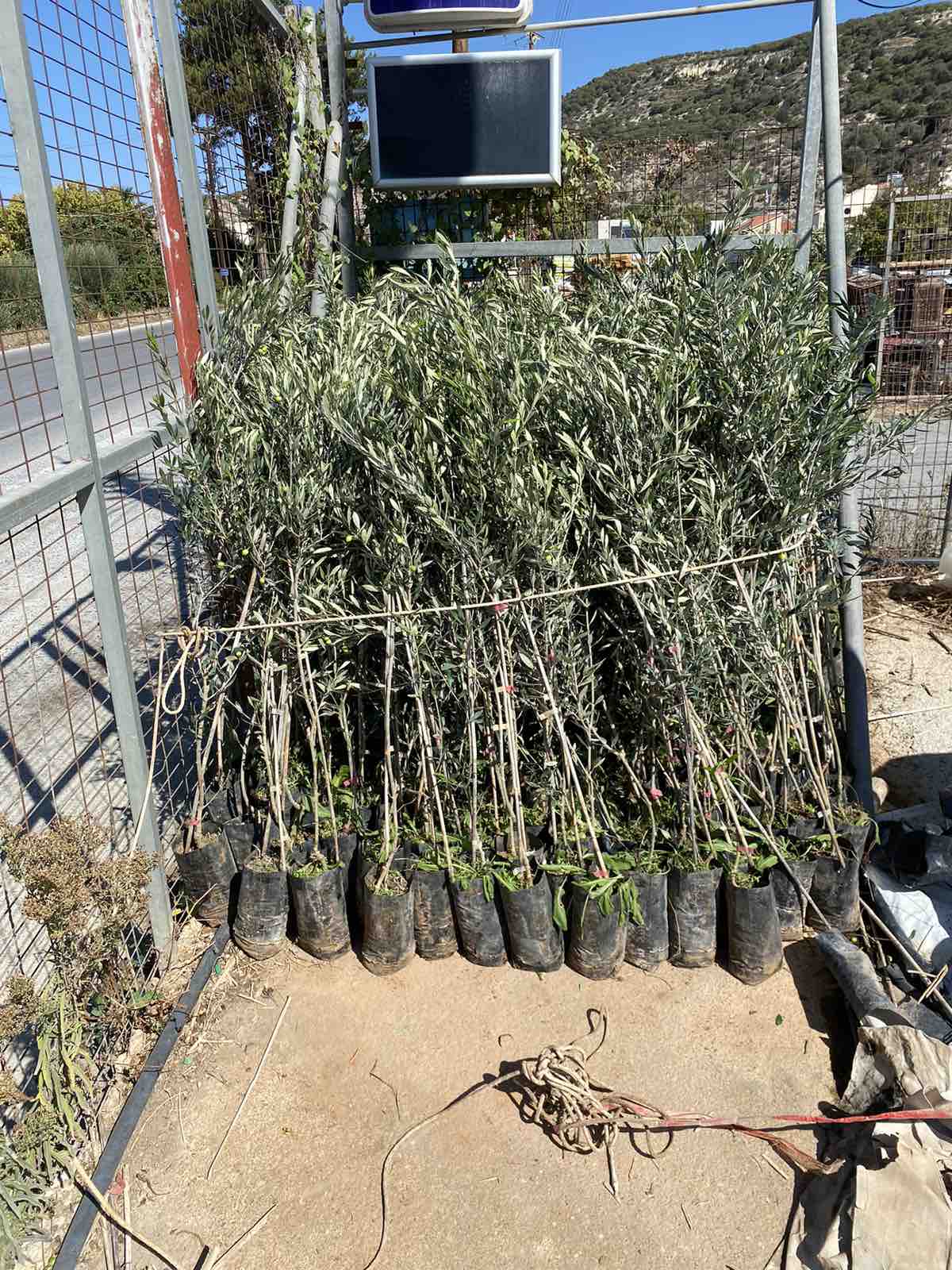 Ενέργειες για την διάσωση και διάδοση της Ελιάς στην Τήνο