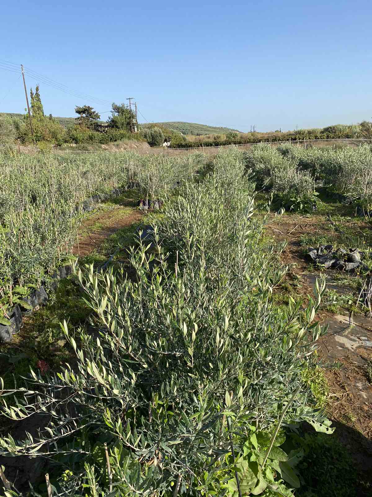 Ενέργειες για την διάσωση και διάδοση της Ελιάς στην Τήνο
